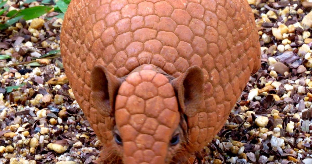 Tatu-bola #103031 - Biofaces - Bring Nature Closer