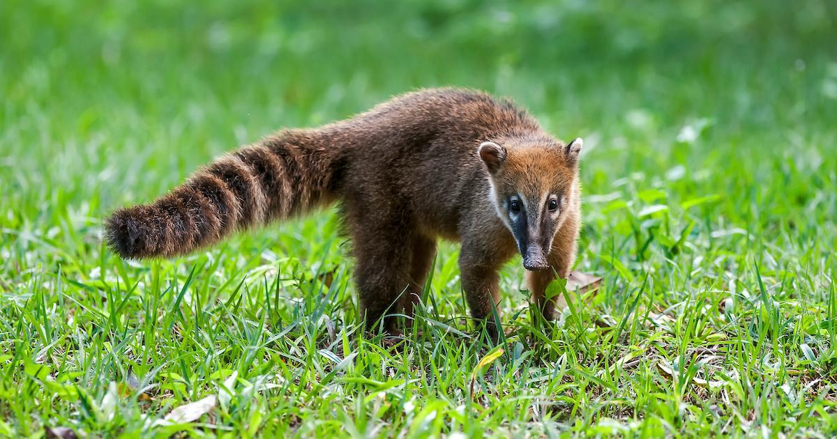 Quati-de-cauda-anelada (Nasua nasua) | South American coati, or ring ...