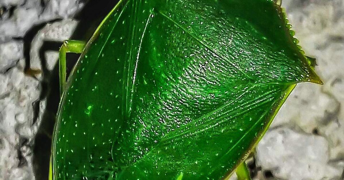 Loxa #103321 - Biofaces - Bring Nature Closer