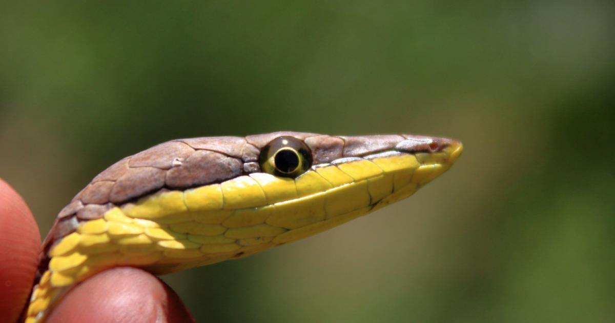 Cobra #103388 - Biofaces - Bring Nature Closer