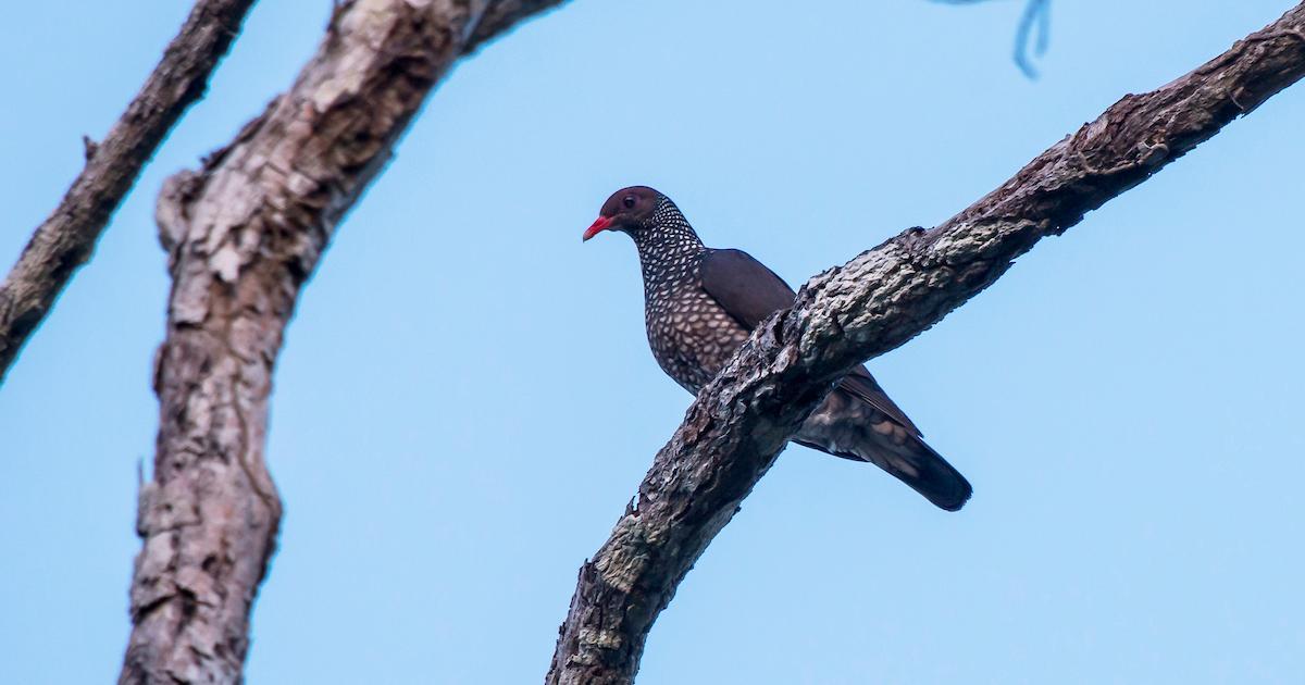 Pomba-trocal #103437 - Biofaces - Bring Nature Closer