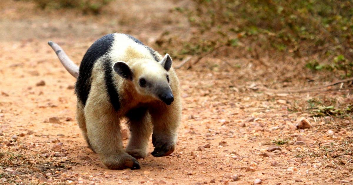 Tamanduá-mirim, #103499 - Biofaces - Bring Nature Closer