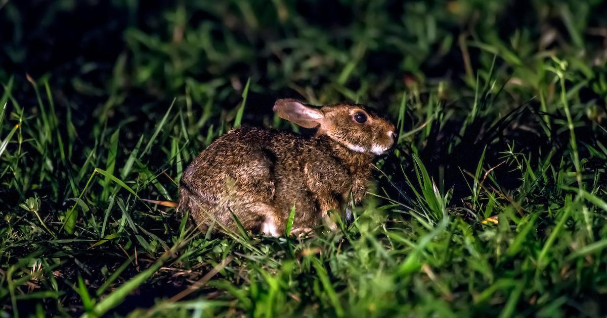 Tapiti #103708 - Biofaces - Bring Nature Closer