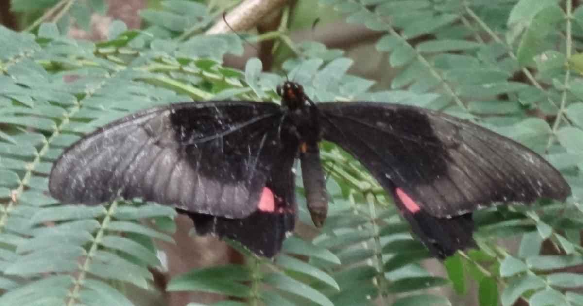 Heraclides #103774 - Biofaces - Bring Nature Closer