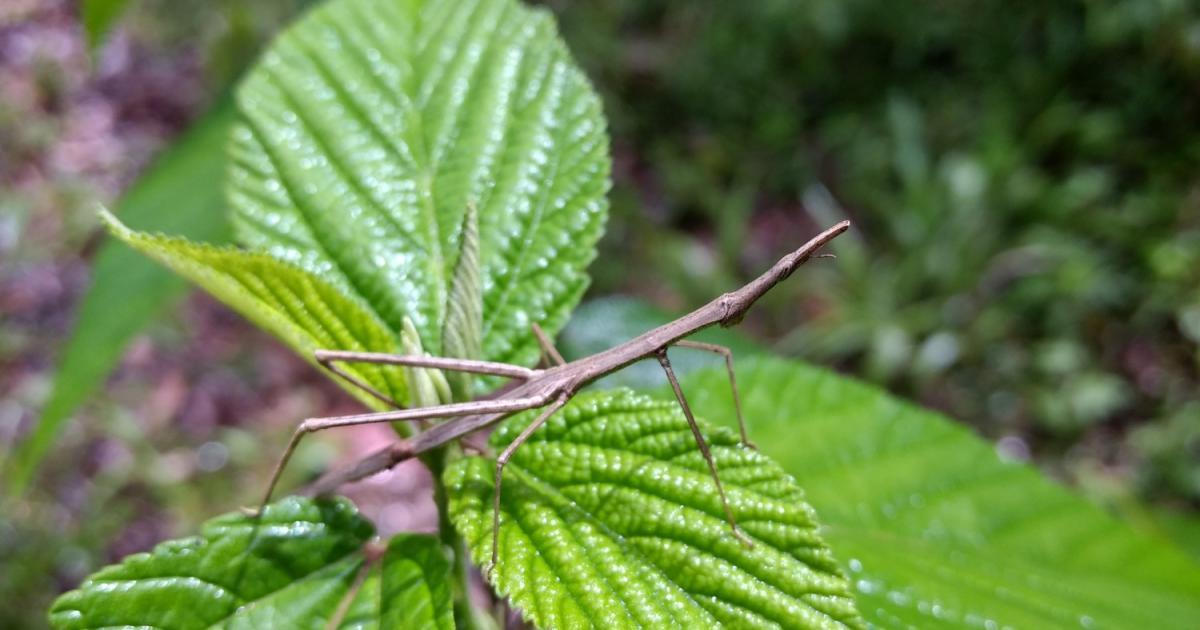 Bicho #103791 - Biofaces - Bring Nature Closer