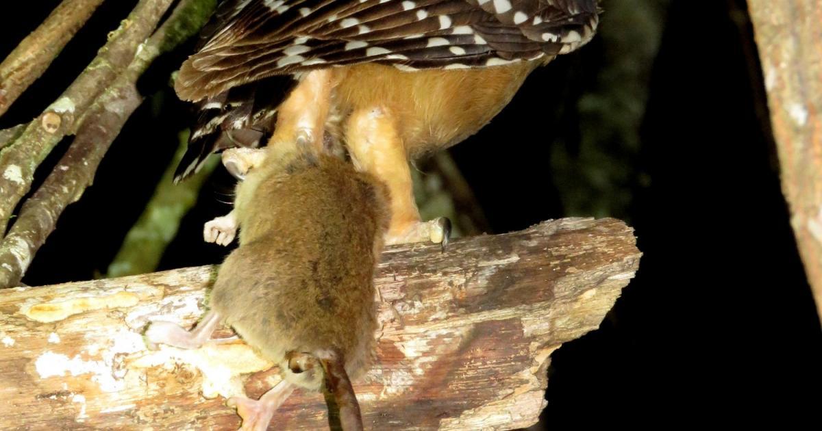 Caburé-acanelado #103833 - Biofaces - Bring Nature Closer