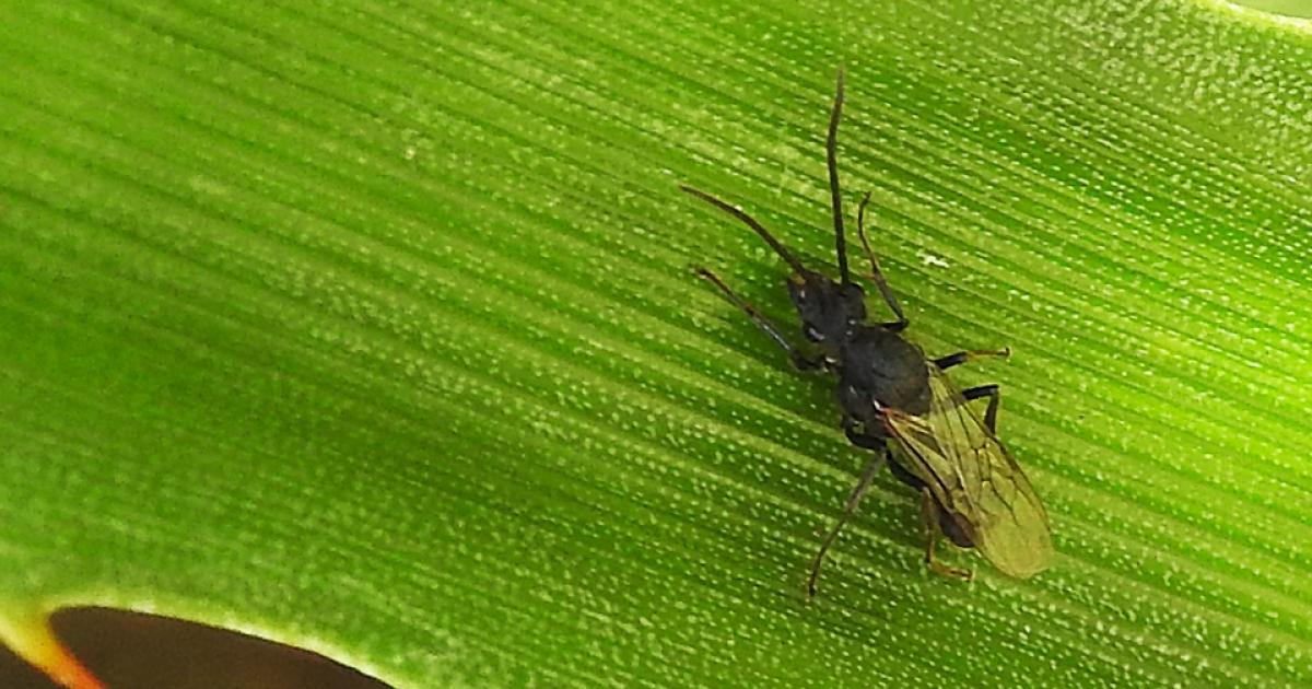 Sphex #104037 - Biofaces - Bring Nature Closer