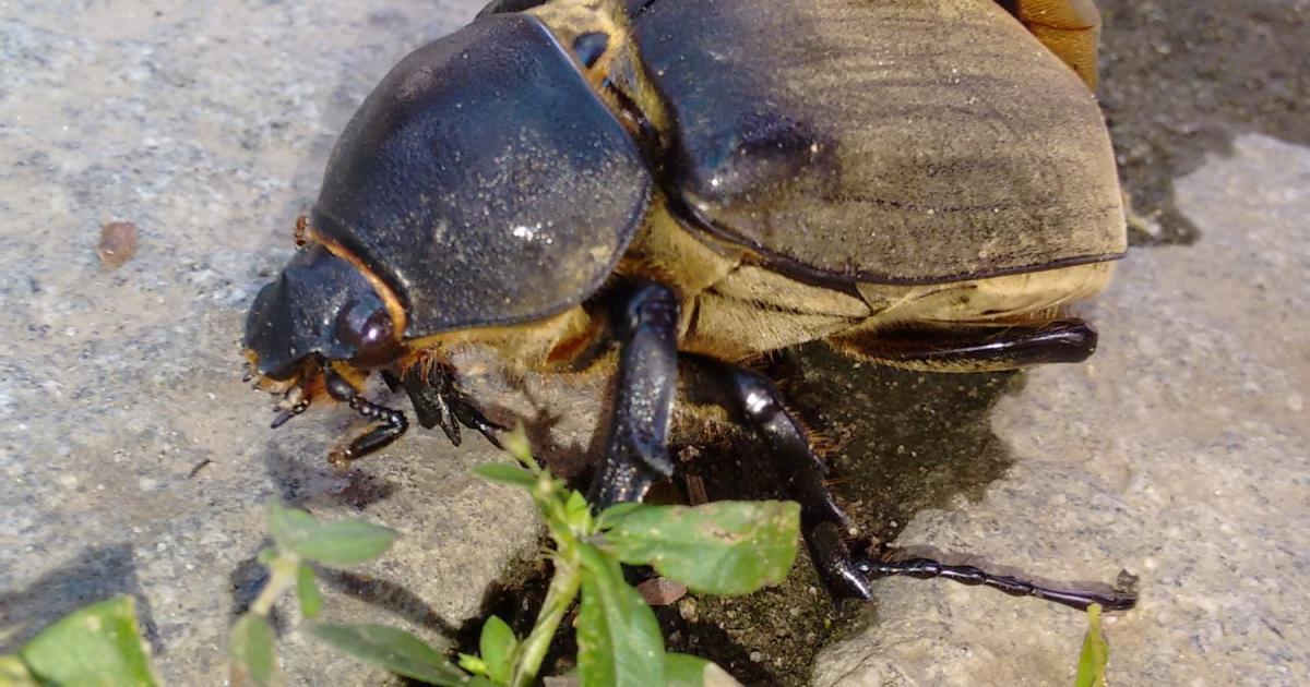 Besouro #104061 - Biofaces - Bring Nature Closer