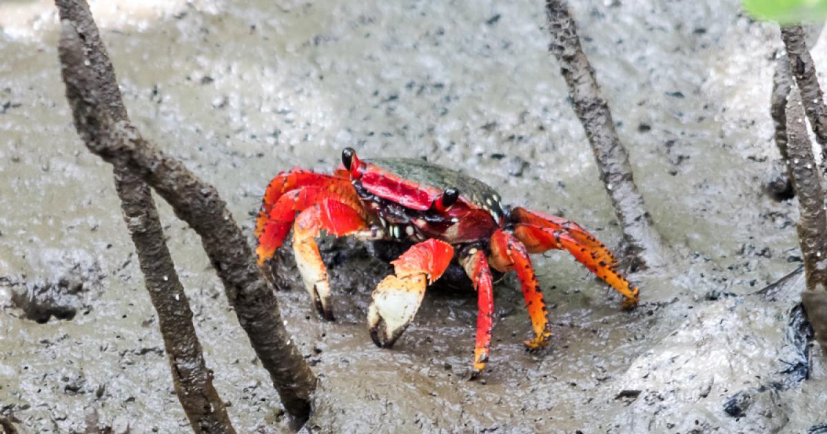 Aratu-vermelho #104107 - Biofaces - Bring Nature Closer