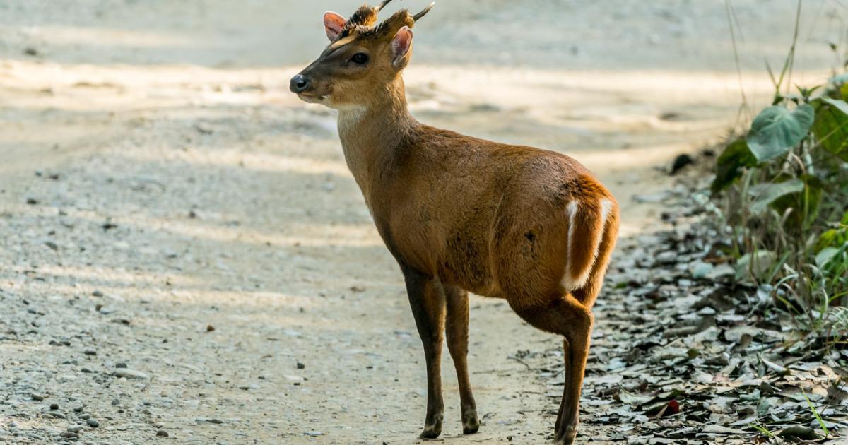 Muntiacus #104231 - Biofaces - Bring Nature Closer