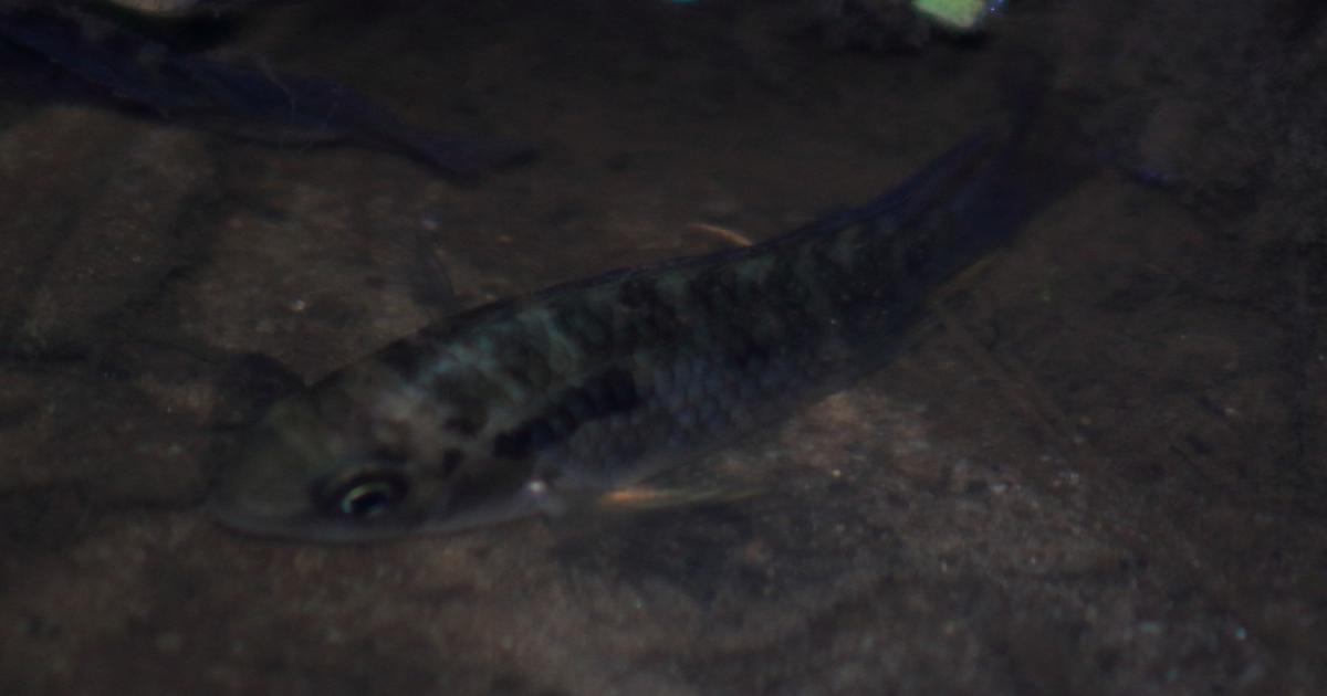 Peixe #104326 - Biofaces - Bring Nature Closer