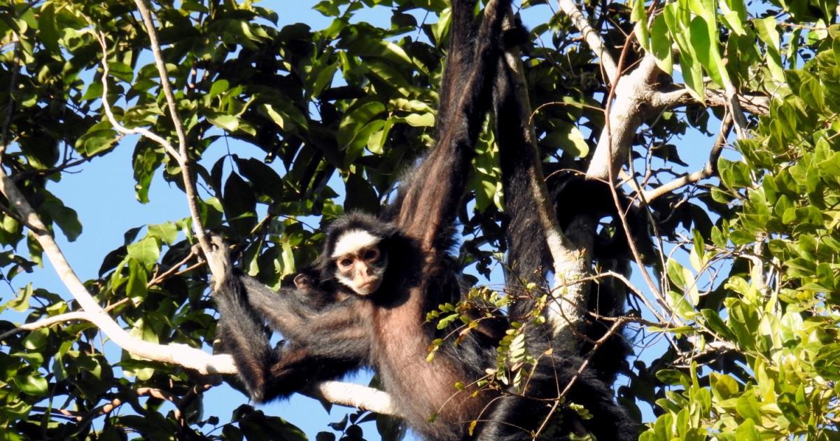 Macaco-aranha-de-cara-branca #104544 - Biofaces - Bring Nature Closer