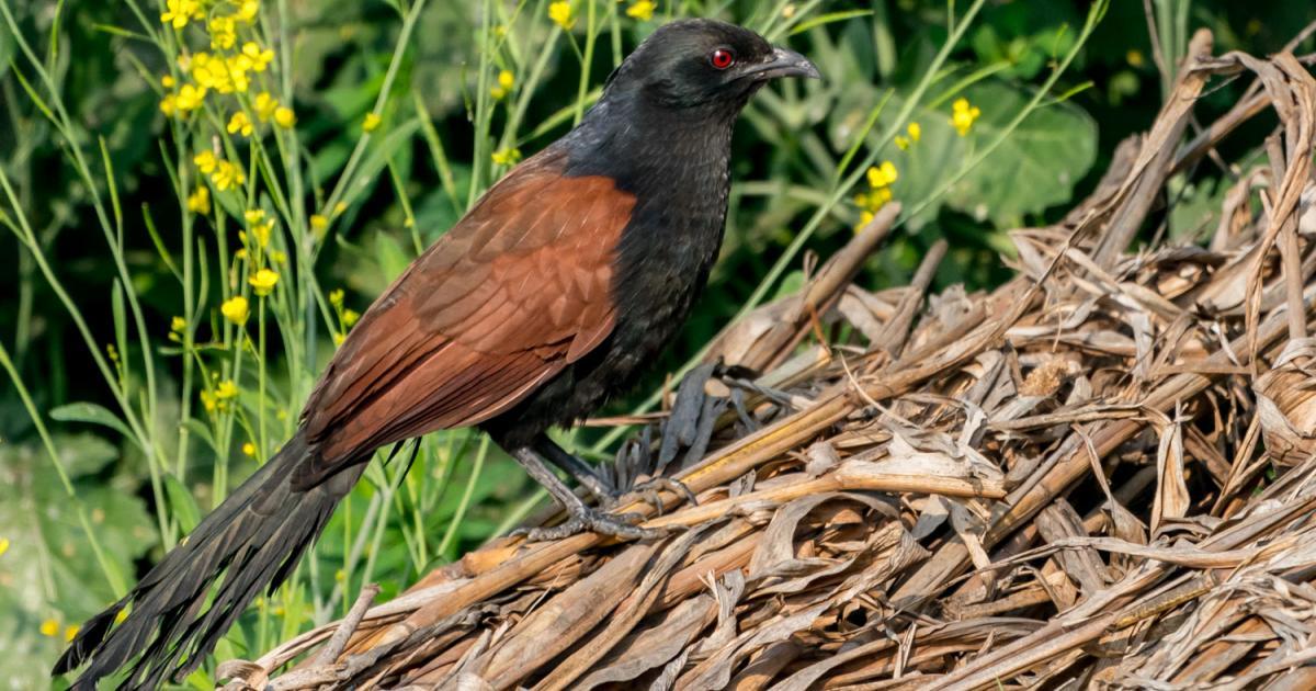 Centropus #104741 - Biofaces - Bring Nature Closer