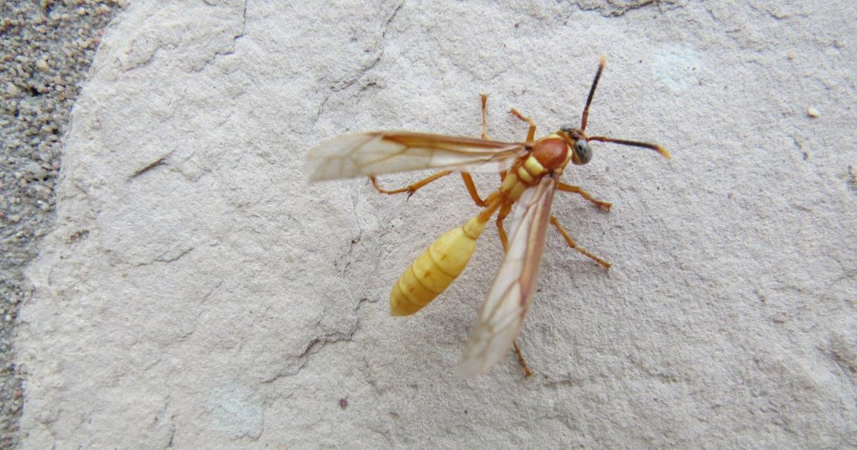 Marimbondo #104924 - Biofaces - Bring Nature Closer