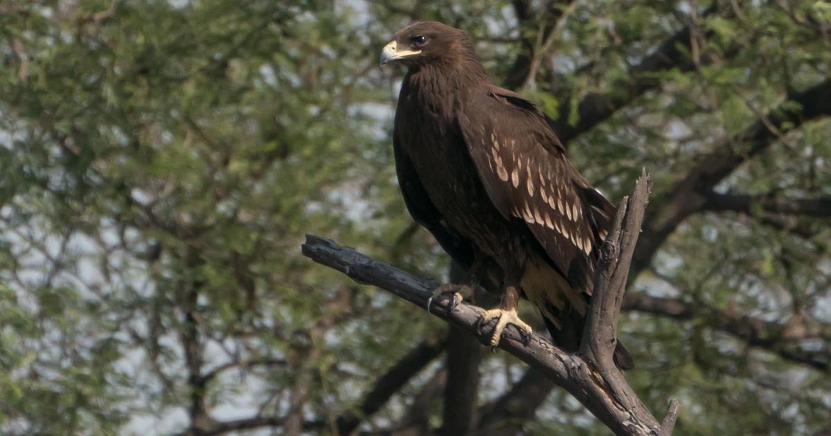 Aquila #104975 - Biofaces - Bring Nature Closer