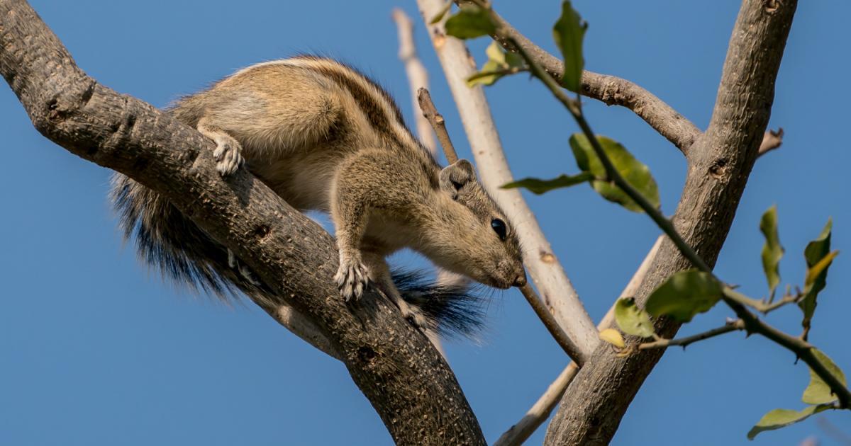 Funambulus #104979 - Biofaces - Bring Nature Closer