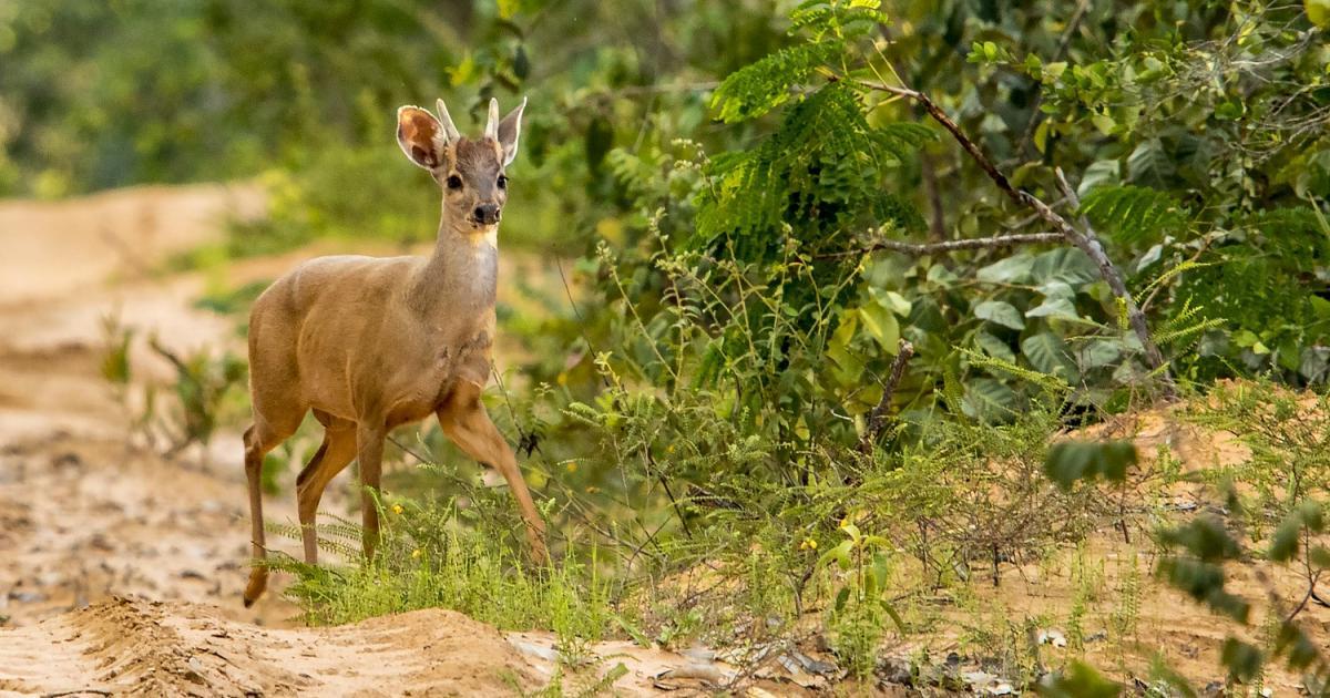 Veado-catingueiro #105195 - Biofaces - Bring Nature Closer