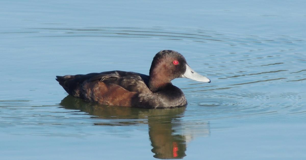 paturi-preta #105220 - Biofaces - Bring Nature Closer