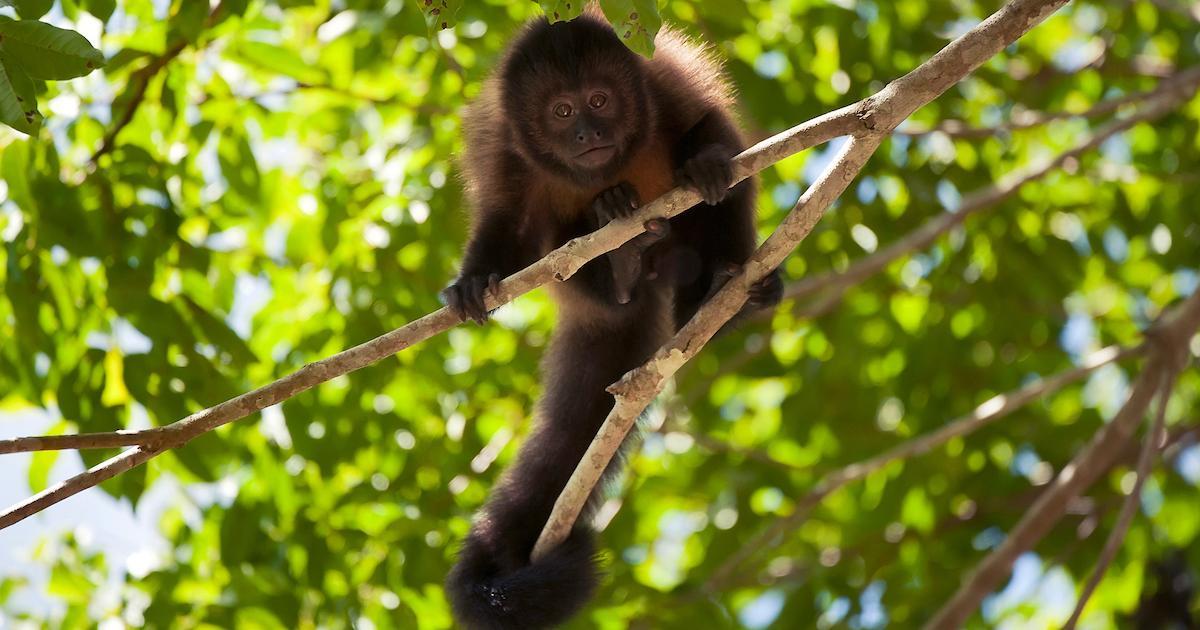 Macaco #105291 - Biofaces - Bring Nature Closer