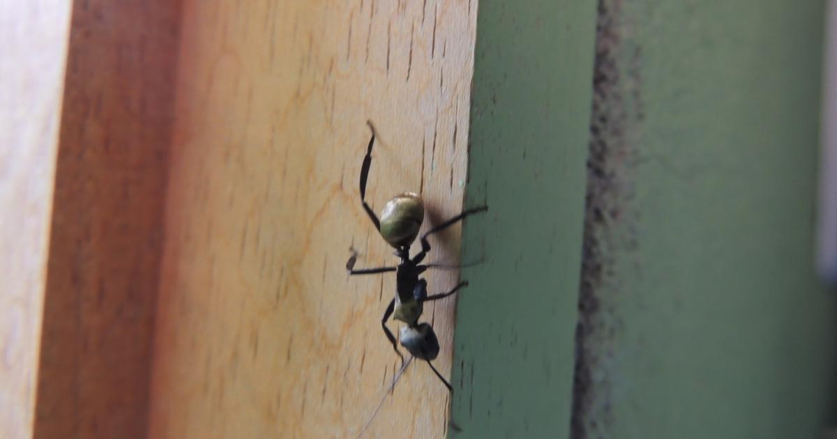 Formiga-dourada #105889 - Biofaces - Bring Nature Closer