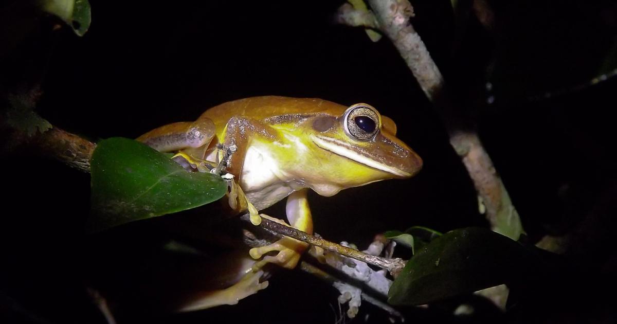 Boana albopunctata [Least Concern] - Biofaces - Bring Nature Closer