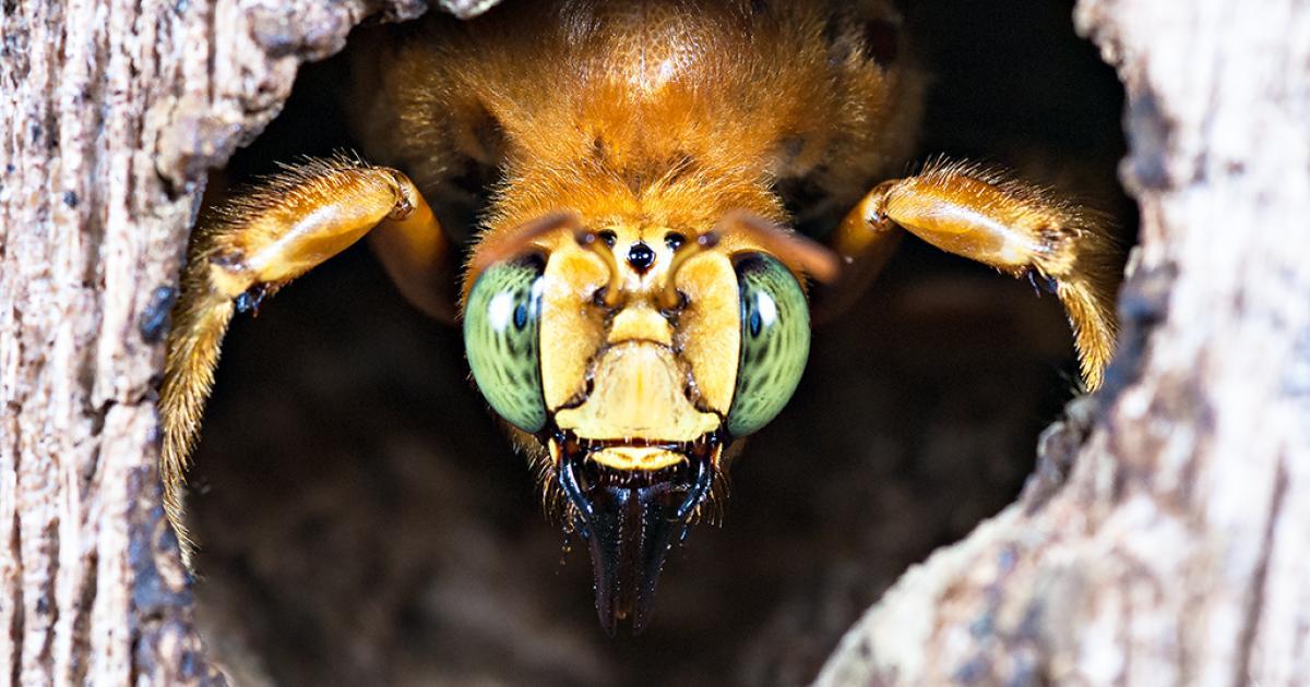 Mamangava #106050 - Biofaces - Bring Nature Closer