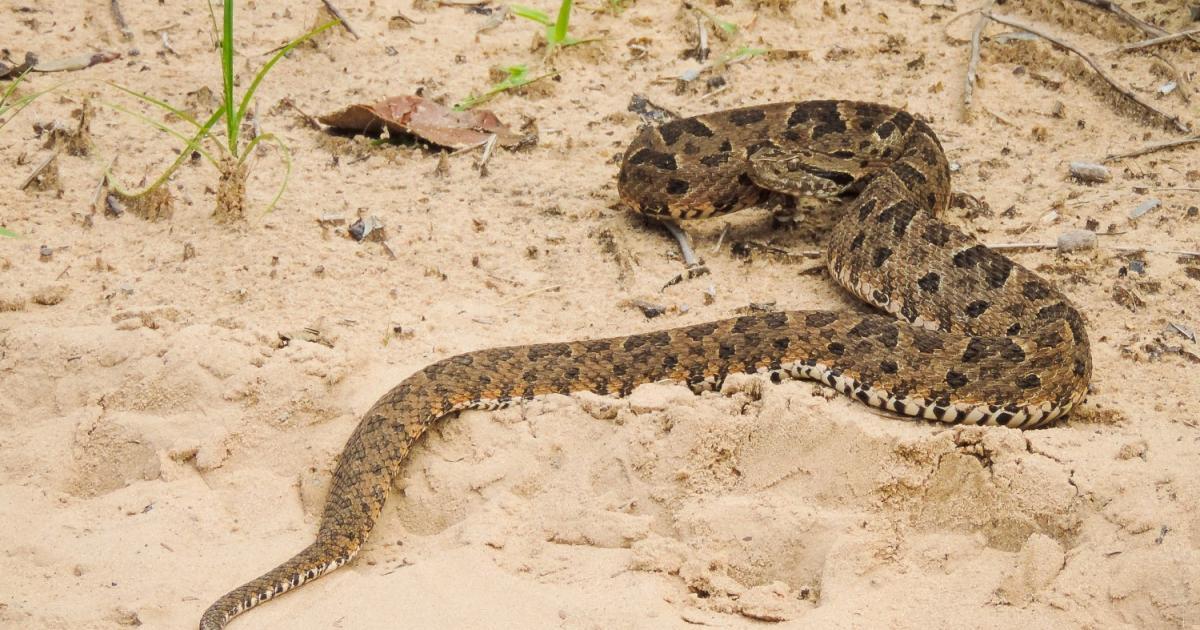 Jararaca #106089 - Biofaces - Bring Nature Closer