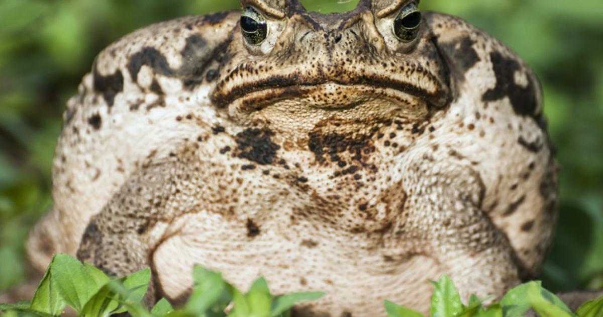 Sapo #106347 - Biofaces - Bring Nature Closer