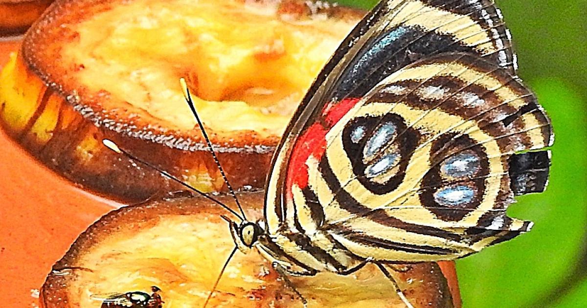 Paulogramma #106371 - Biofaces - Bring Nature Closer