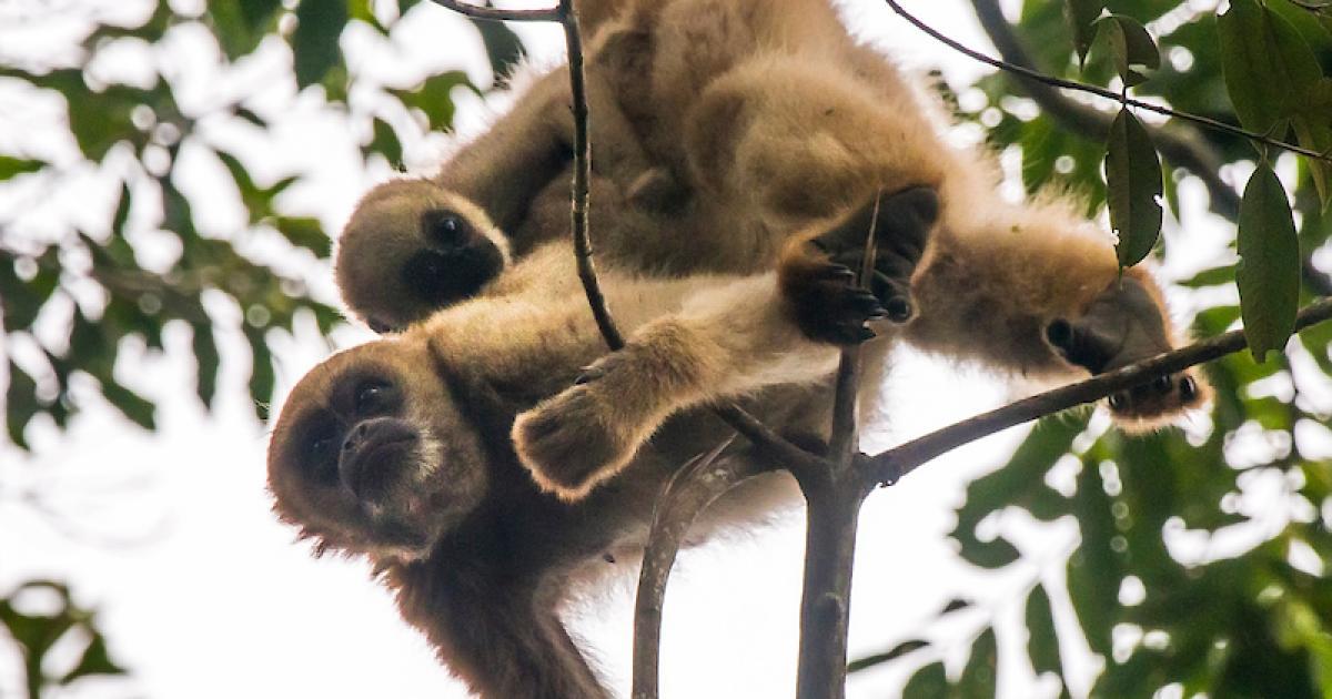 Muriqui-do-norte #106537 - Biofaces - Bring Nature Closer