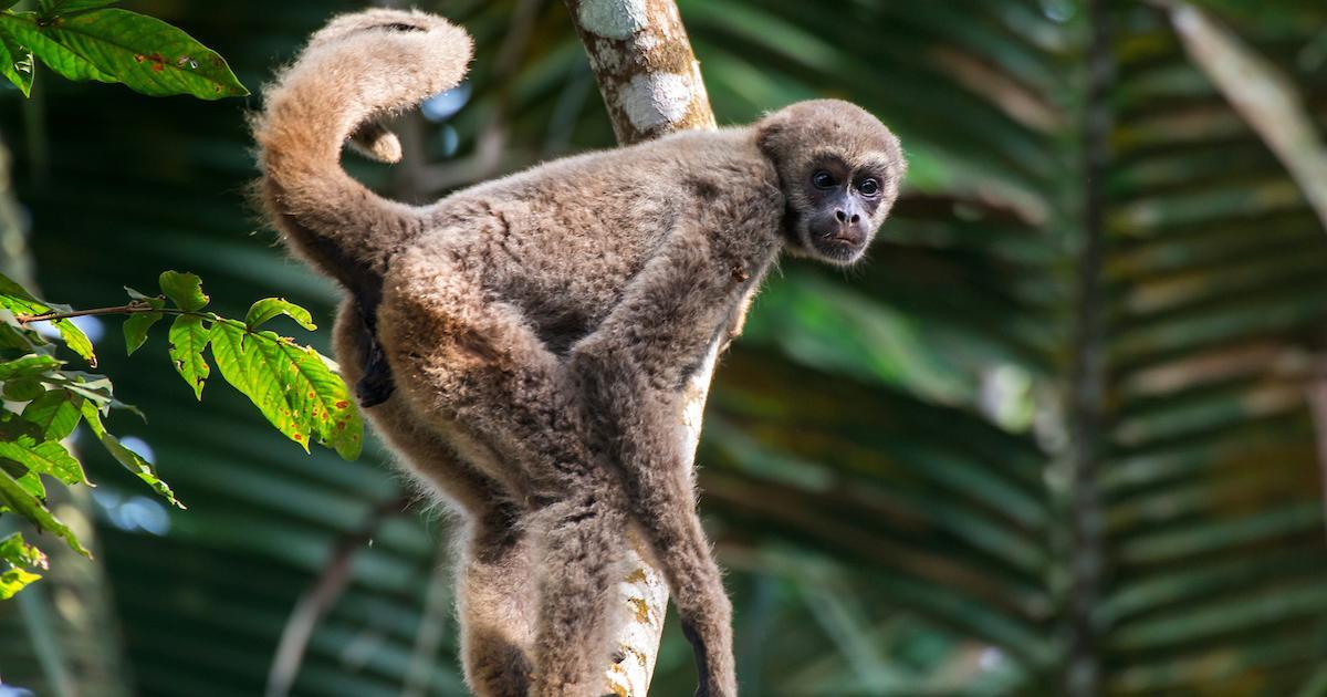 Muriqui-do-norte #106539 - Biofaces - Bring Nature Closer