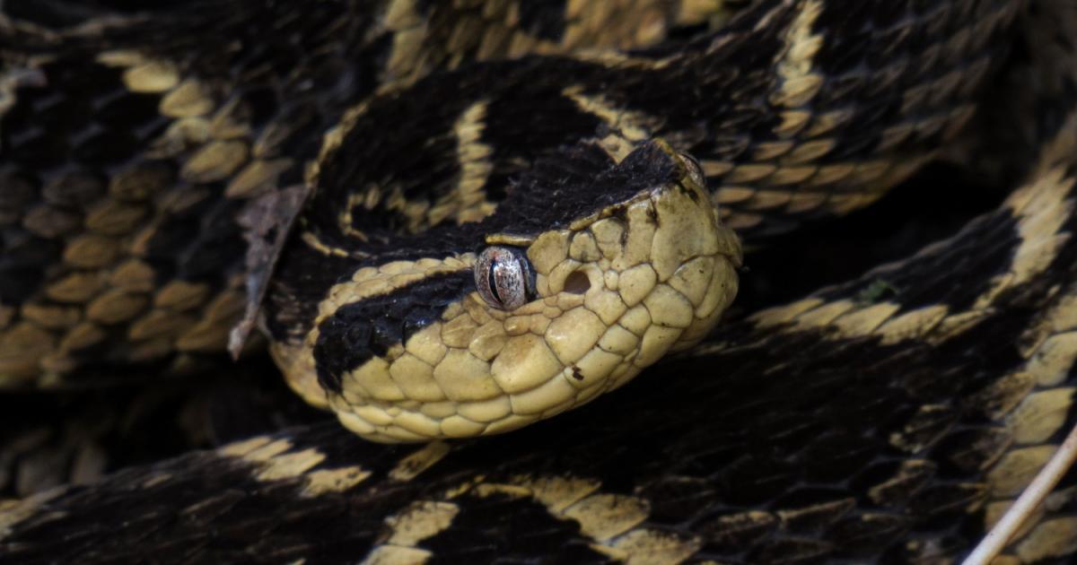 jararacuçu #107288 - Biofaces - Bring Nature Closer