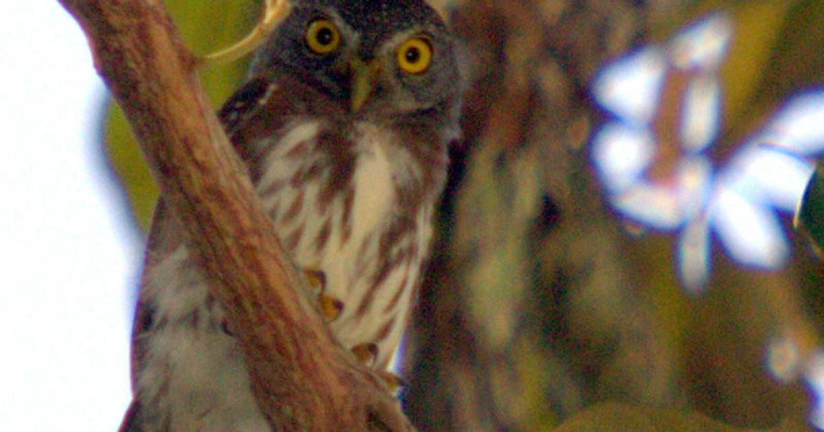 Caburé-da-amazônia #107436 - Biofaces - Bring Nature Closer