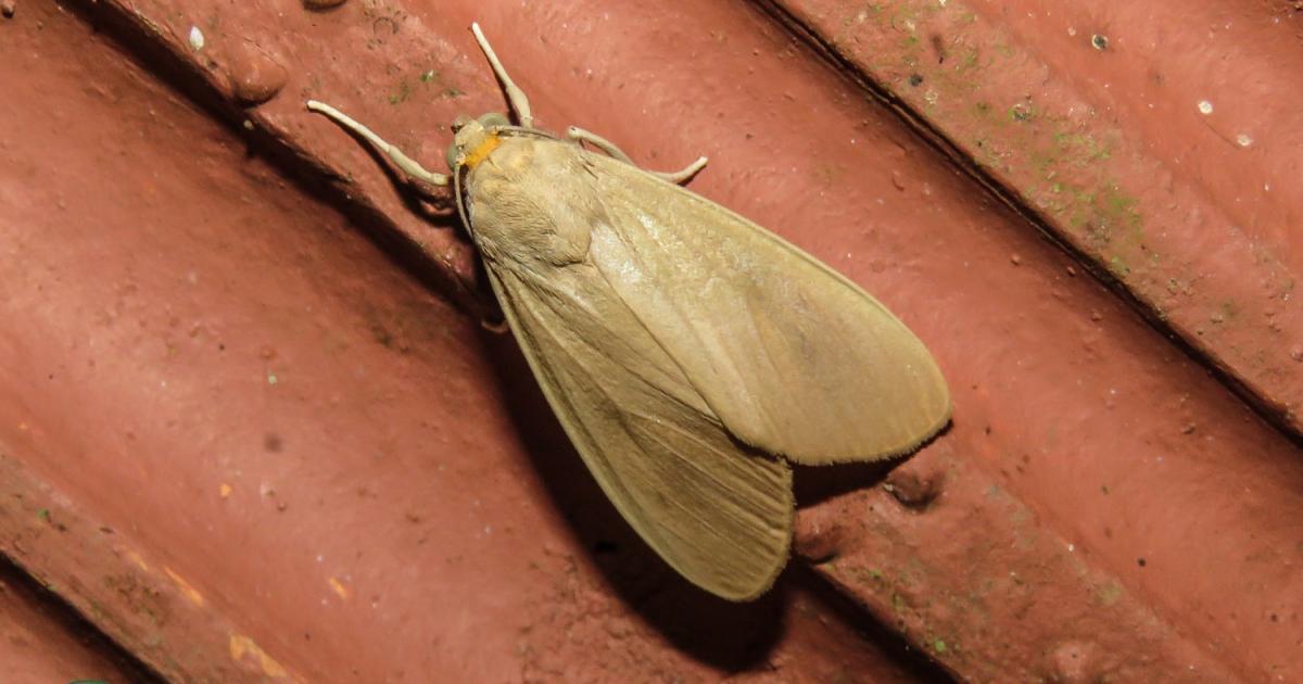 Elysius #107509 - Biofaces - Bring Nature Closer