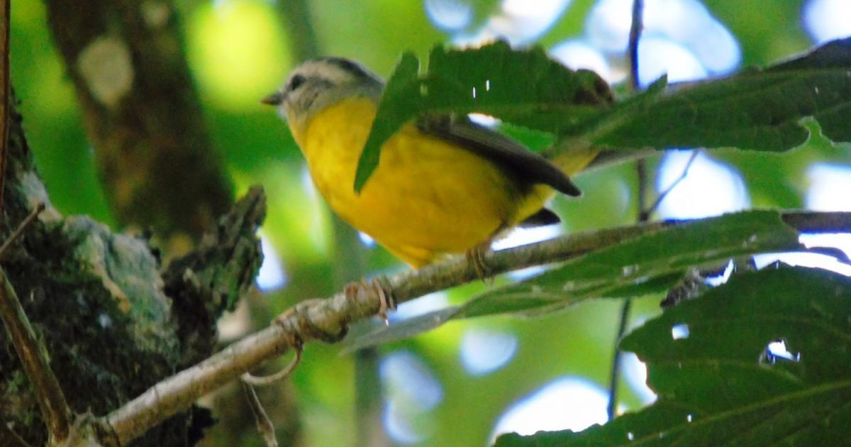 Pula-pula #107511 - Biofaces - Bring Nature Closer