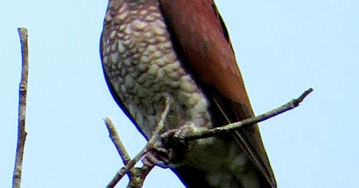 Pomba-trocal #107552 - Biofaces - Bring Nature Closer