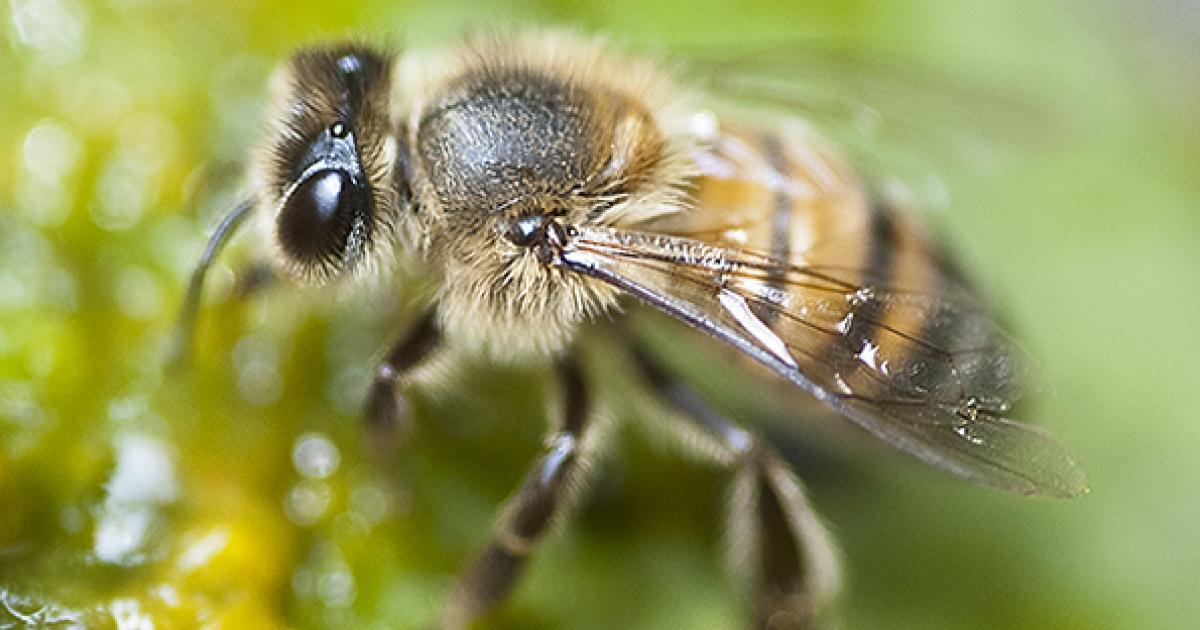 Abelha #107617 - Biofaces - Bring Nature Closer