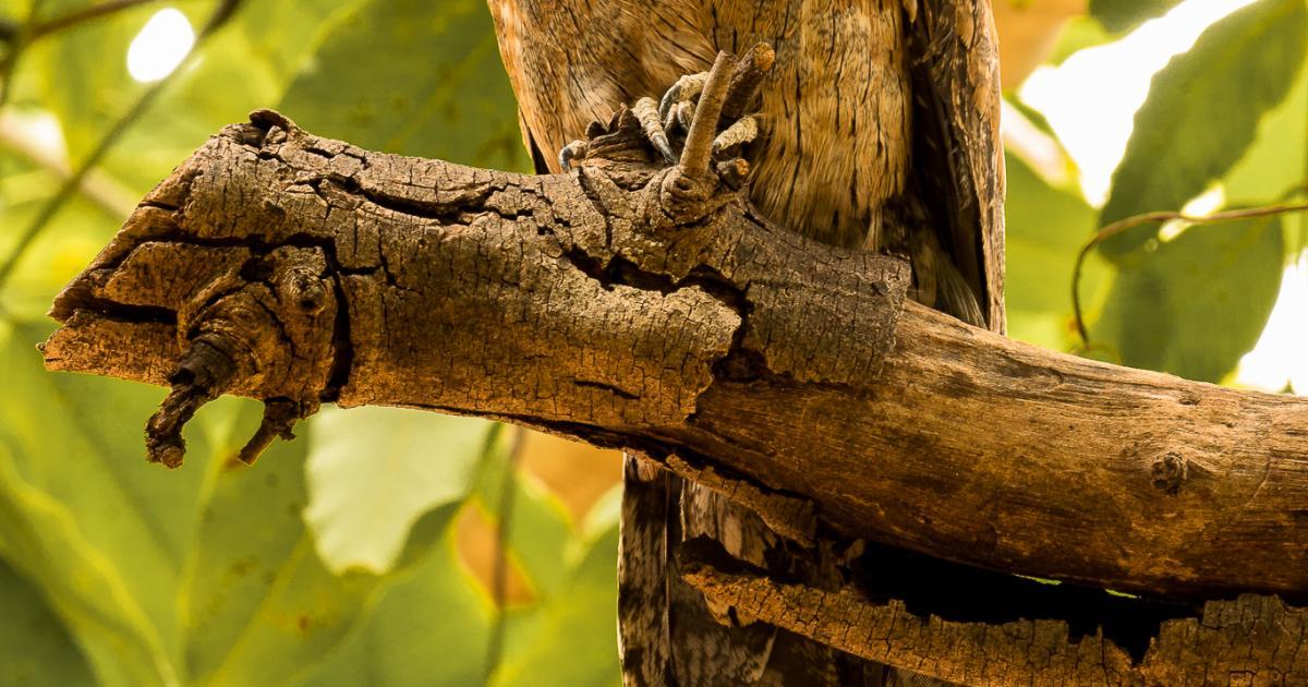 Urutau #107790 - Biofaces - Bring Nature Closer