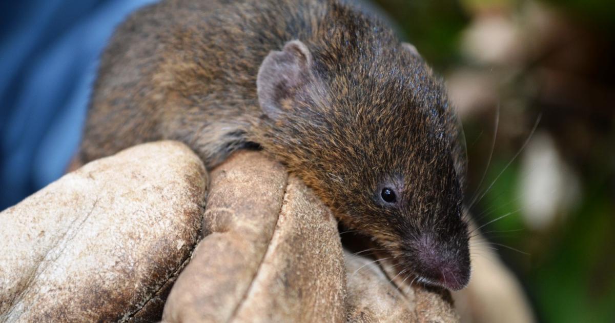 rato-do-chão #107878 - Biofaces - Bring Nature Closer