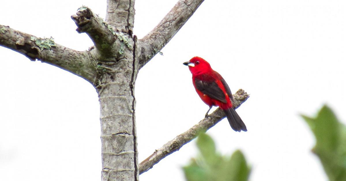 tiê-sangue #107915 - Biofaces - Bring Nature Closer