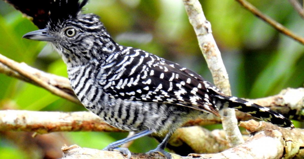 Choca-barrada #107976 - Biofaces - Bring Nature Closer