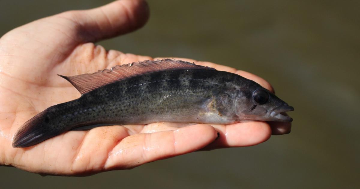 Crenicichla #108340 - Biofaces - Bring Nature Closer