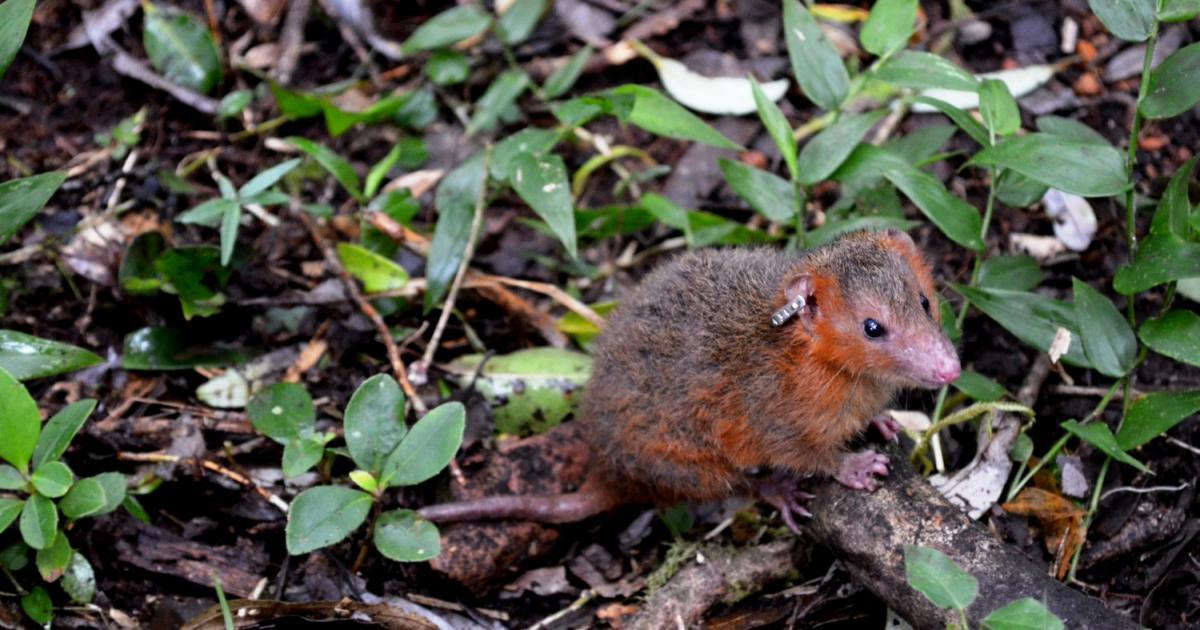 Catita #109219 - Biofaces - Bring Nature Closer