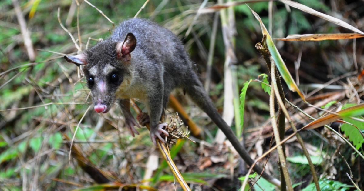 Cuíca-de-quatro-olhos #109220 - Biofaces - Bring Nature Closer
