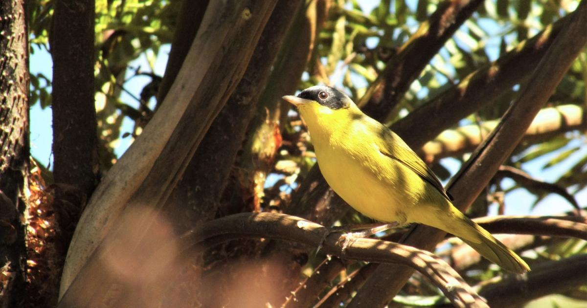 pia-cobra #109400 - Biofaces - Bring Nature Closer