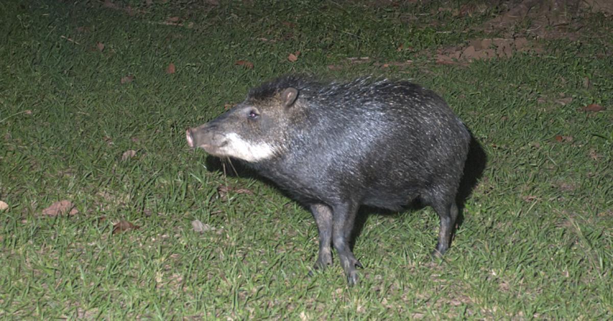 queixada #109579 - Biofaces - Bring Nature Closer