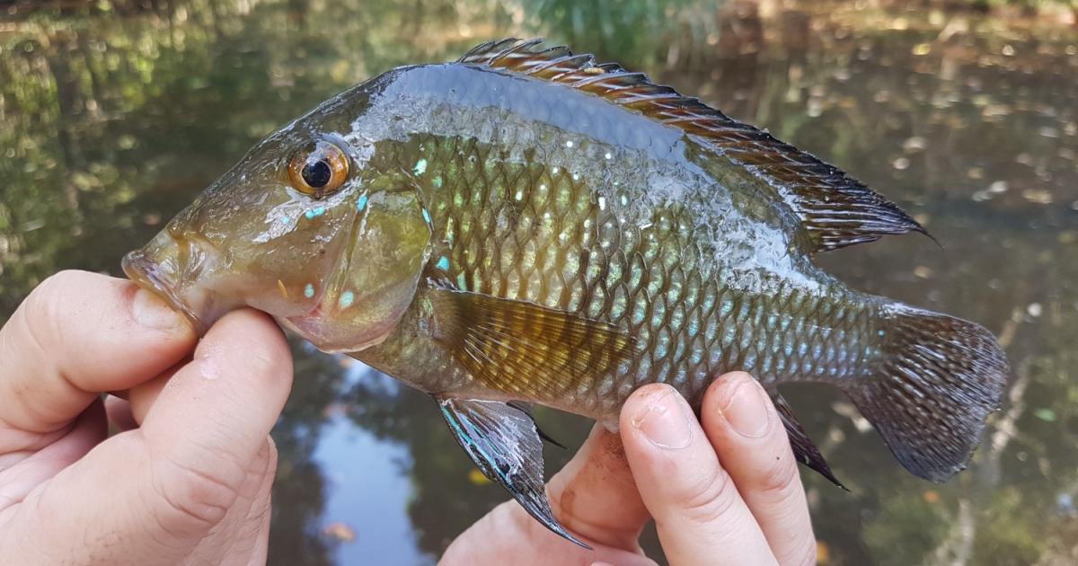 Geophagus #109760 - Biofaces - Bring Nature Closer