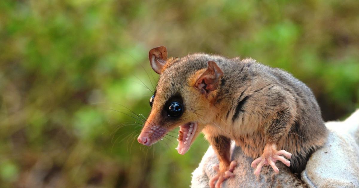 Marmosa demerarae [Least Concern] - Biofaces - Bring Nature Closer