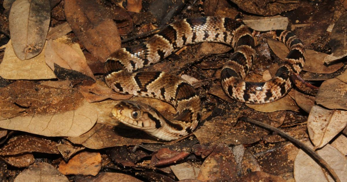 Surucucú-do-pantanal #110395 - Biofaces - Bring Nature Closer