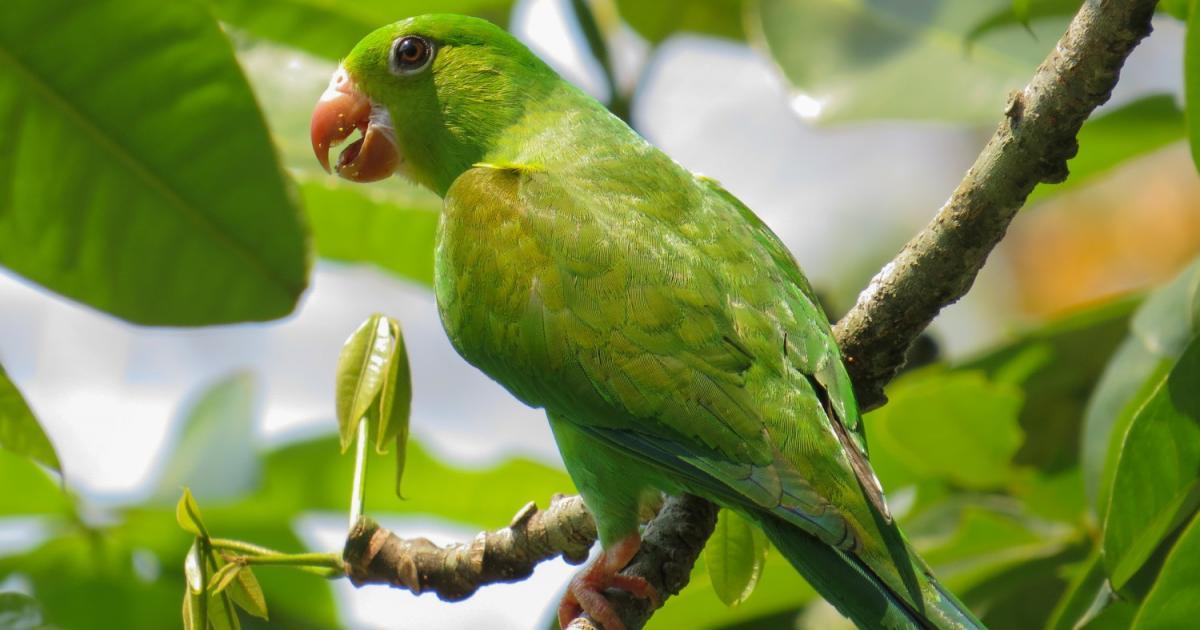 periquito-rico #110447 - Biofaces - Bring Nature Closer